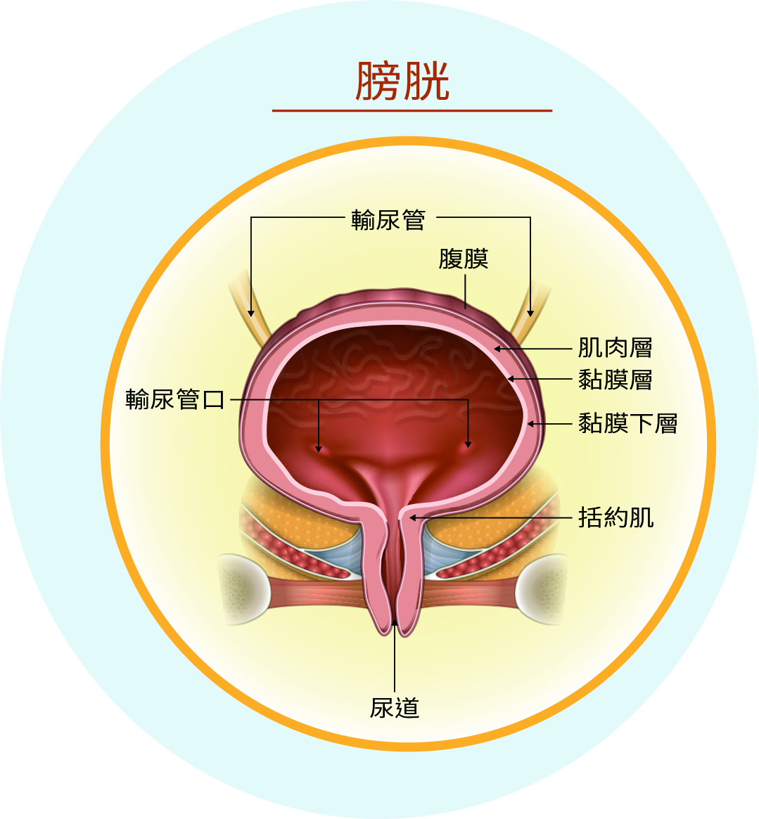 頻尿、漏尿、夜尿… 是泌尿道感染？還是間質性膀胱炎呢？ - Heho健康